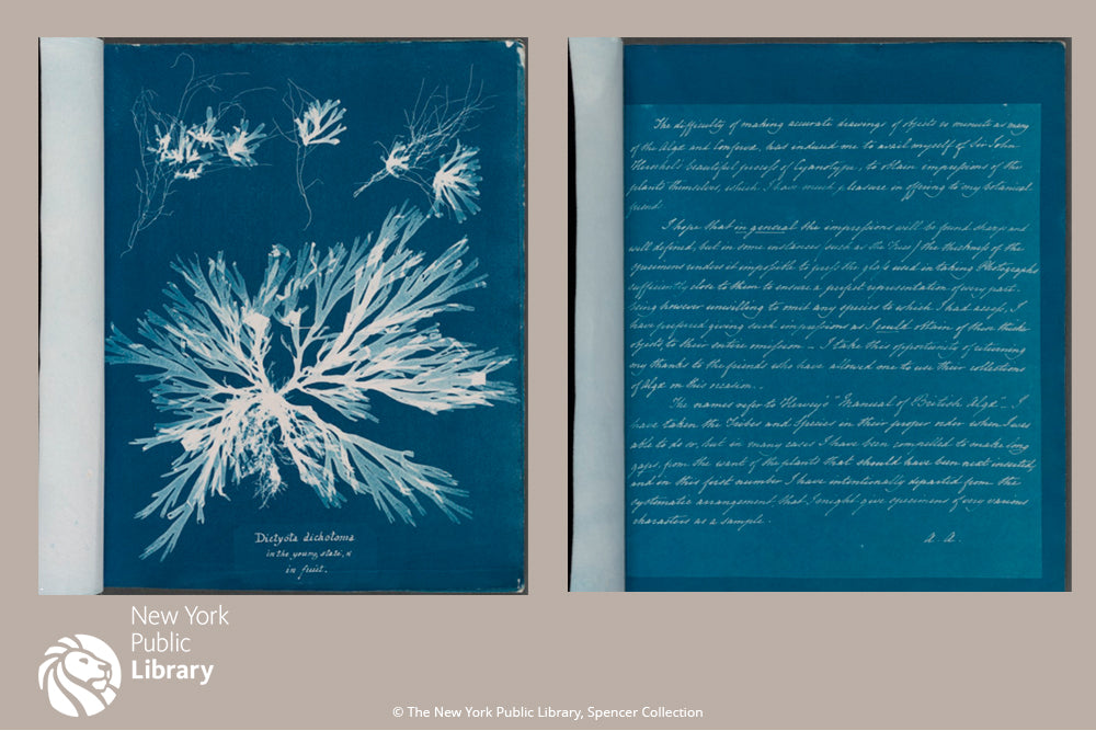 NYPL Anna Atkins' Sea Flowers Bookmark | The New York Public Library Shop